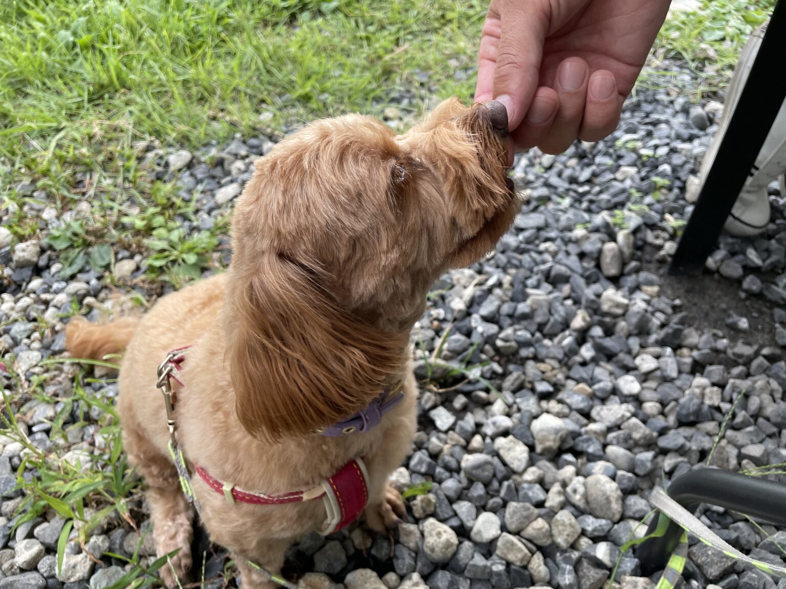 善光寺近くで犬と一緒にランチ『古民家dining BAR GOFUKU（ゴフク）』｜犬連れでも行けるカフェ｜長野県長野市 | うちの犬はHot ...