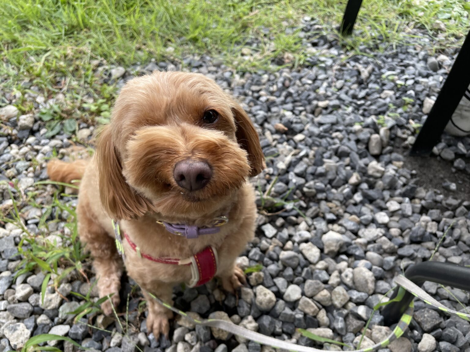 善光寺近くで犬と一緒にランチ『古民家dining BAR GOFUKU（ゴフク）』｜犬連れでも行けるカフェ｜長野県長野市 | うちの犬はHot ...