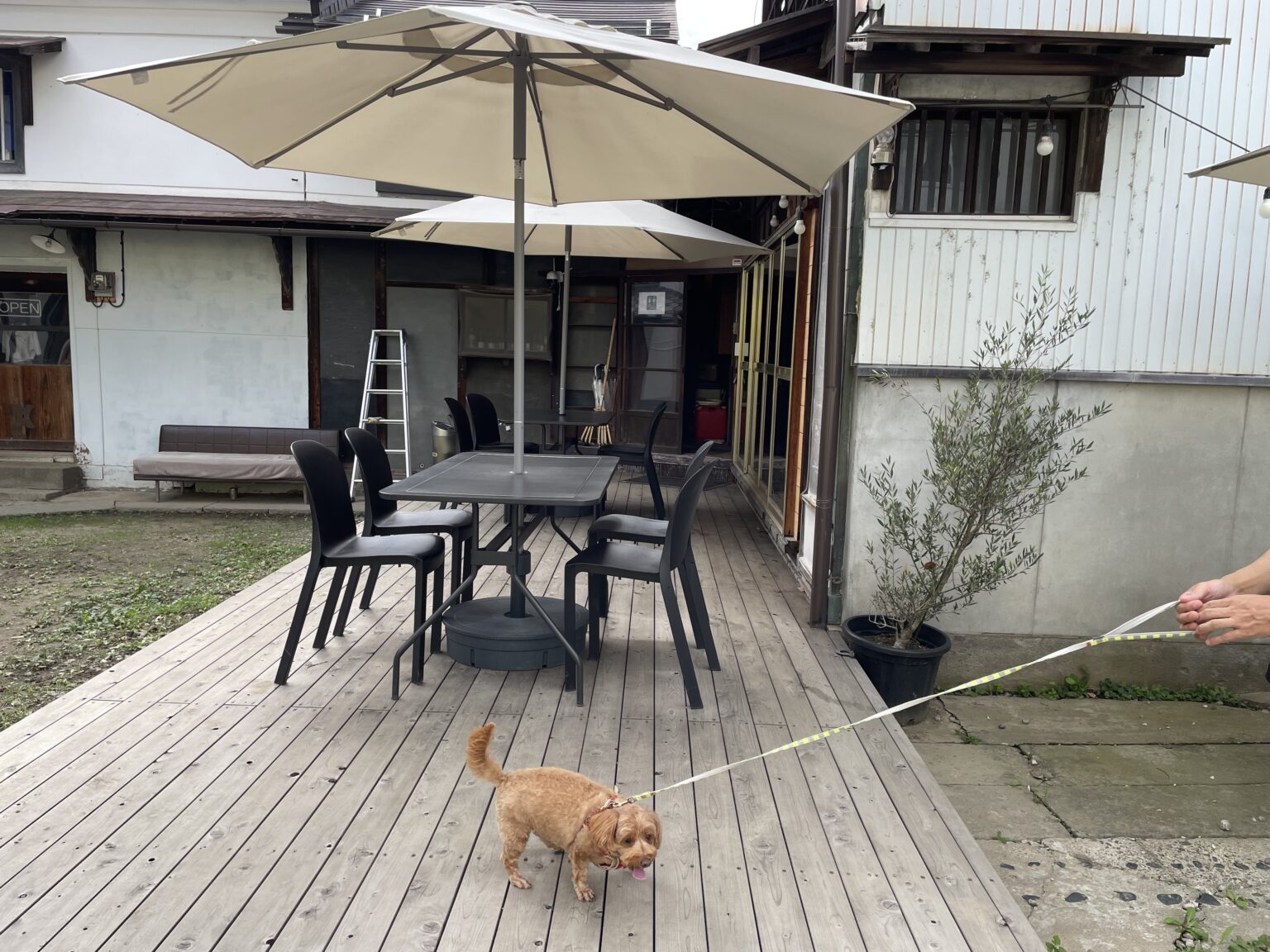 善光寺近くで犬と一緒にランチ『古民家dining BAR GOFUKU（ゴフク）』｜犬連れでも行けるカフェ｜長野県長野市 | うちの犬はHot ...